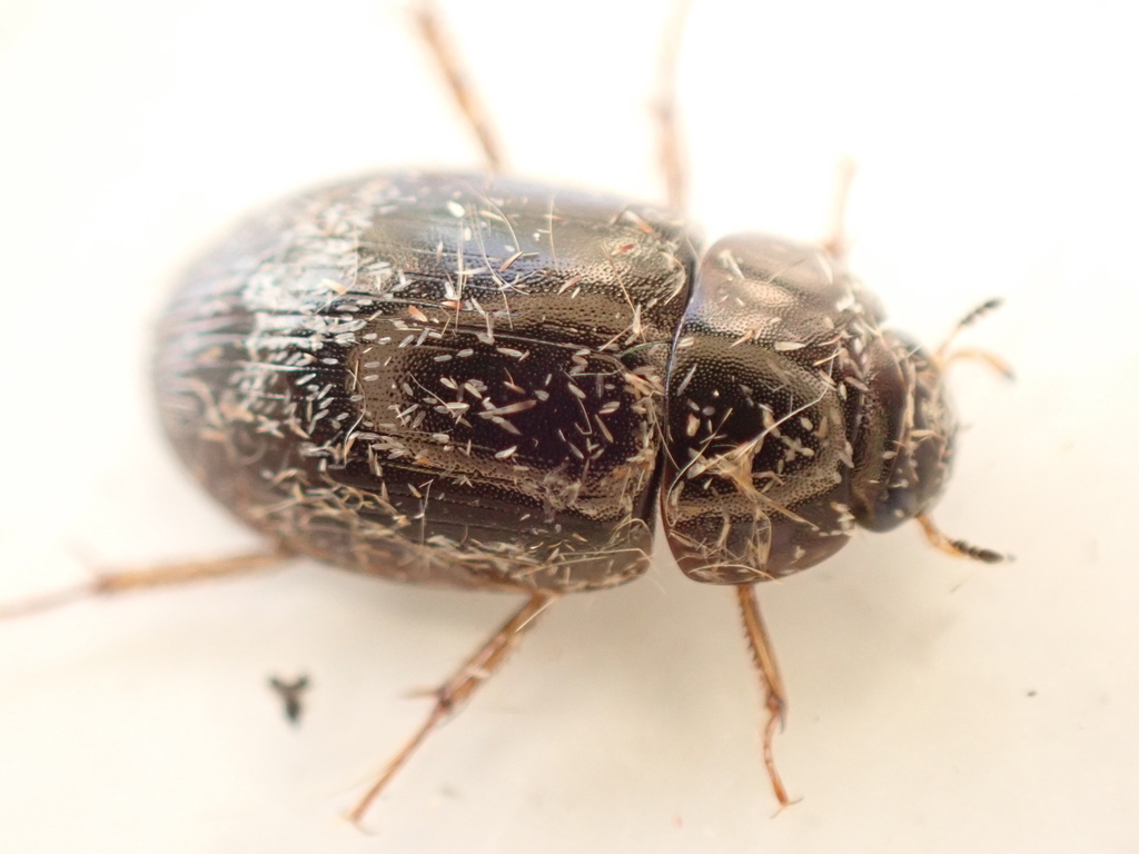 Hydrobius in June 2023 by John P · iNaturalist