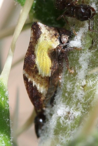 Publilia porrecta · iNaturalist