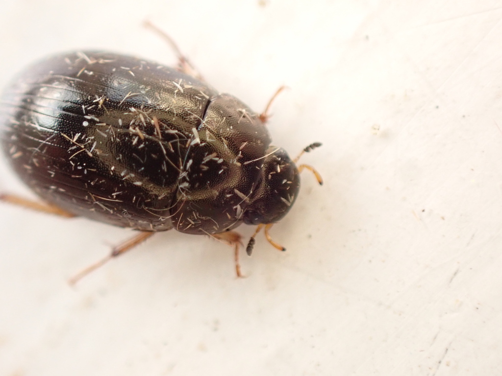 Hydrobius in June 2023 by John P · iNaturalist