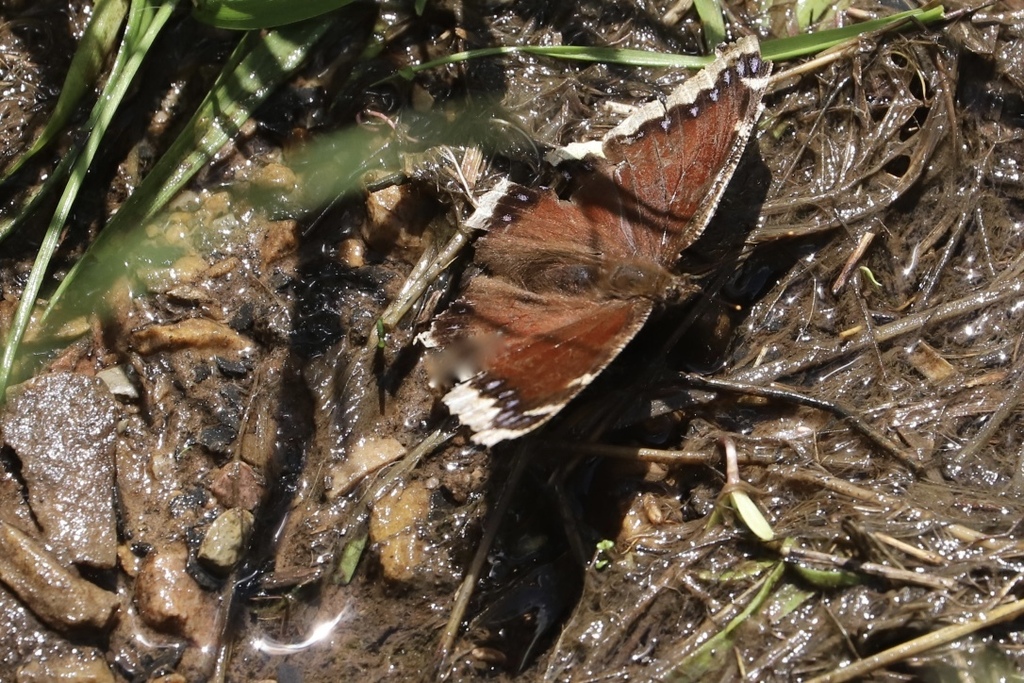 Mourning Cloak from Park City, UT, USA on June 17, 2023 at 11:48 AM by ...