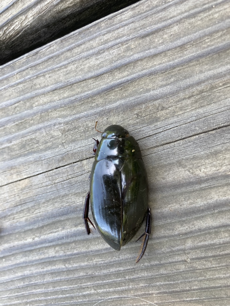 Giant Water Scavenger Beetle from Memorial Park Conservancy, Houston ...