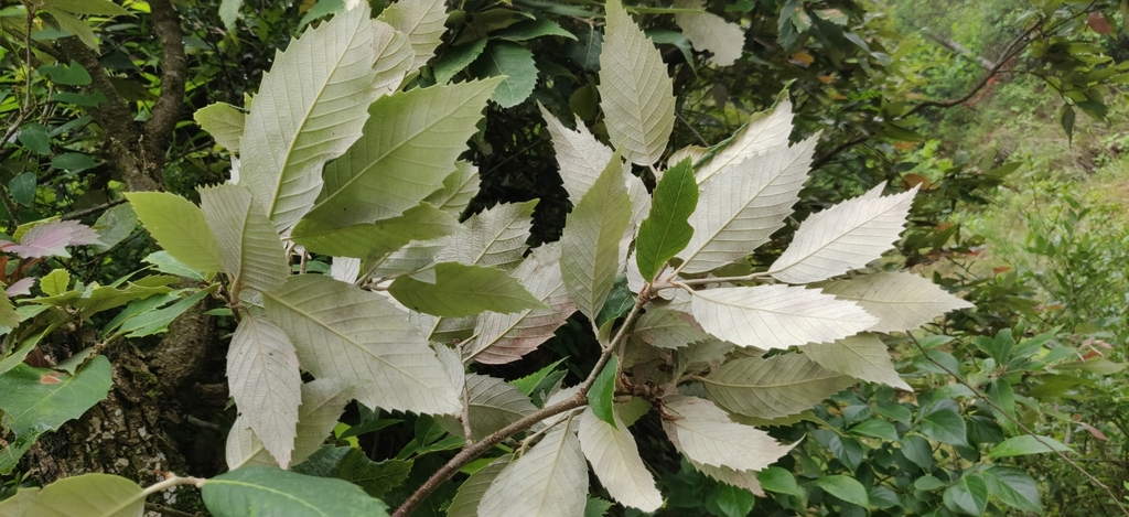 Banj (Quercus leucotrichophora) - Botanical Realm