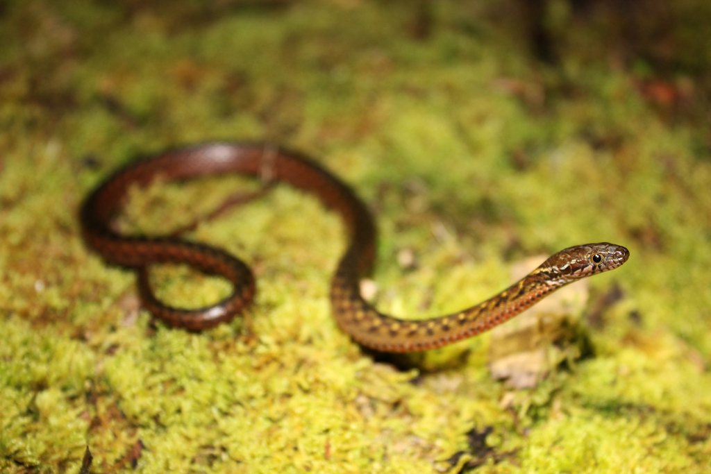 Cameroon Keelback from Bukit Fraser, Pahang State, Malaysia on April 01 ...