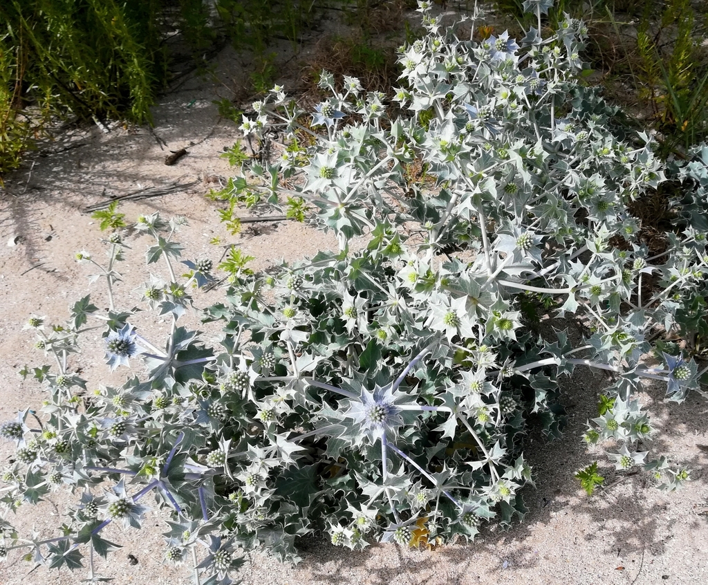 Sea Holly (Eryngium maritimum) - Botanical Realm