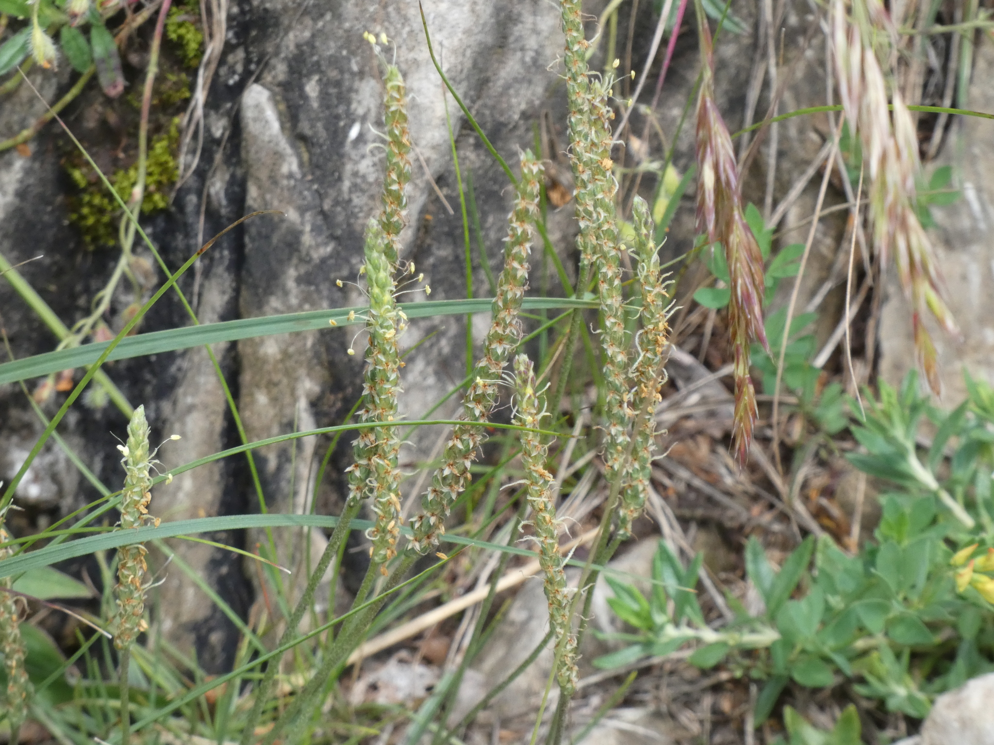 Plantago holosteum Scop.