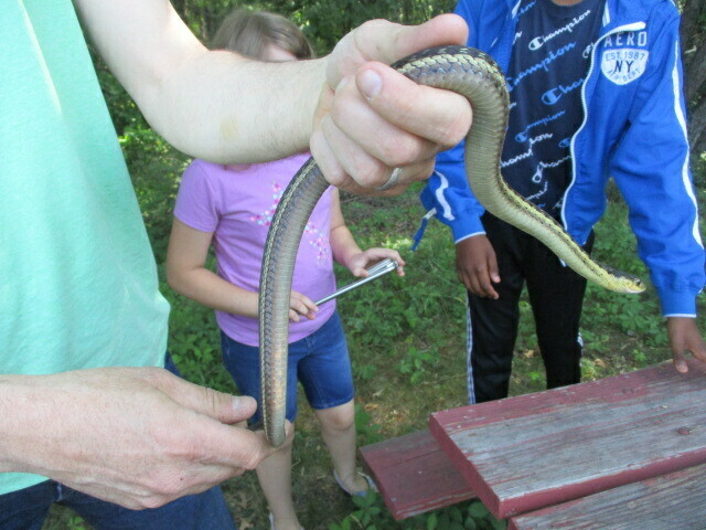 Eastern Garter Snake from Saginaw County, MI, USA on June 22, 2023 at ...