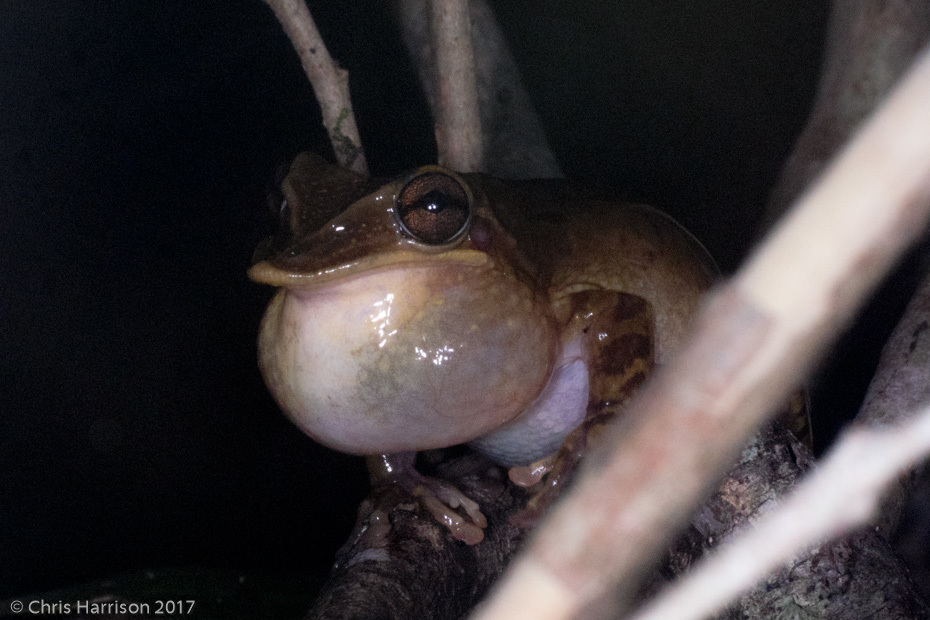 Yucatán Casque-headed Tree Frog from Tekom, MX-YU, MX on June 24, 2017 ...