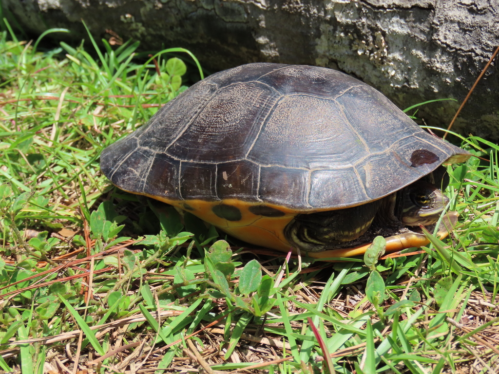 Eastern Chicken Turtle in June 2023 by Richard D Reams · iNaturalist