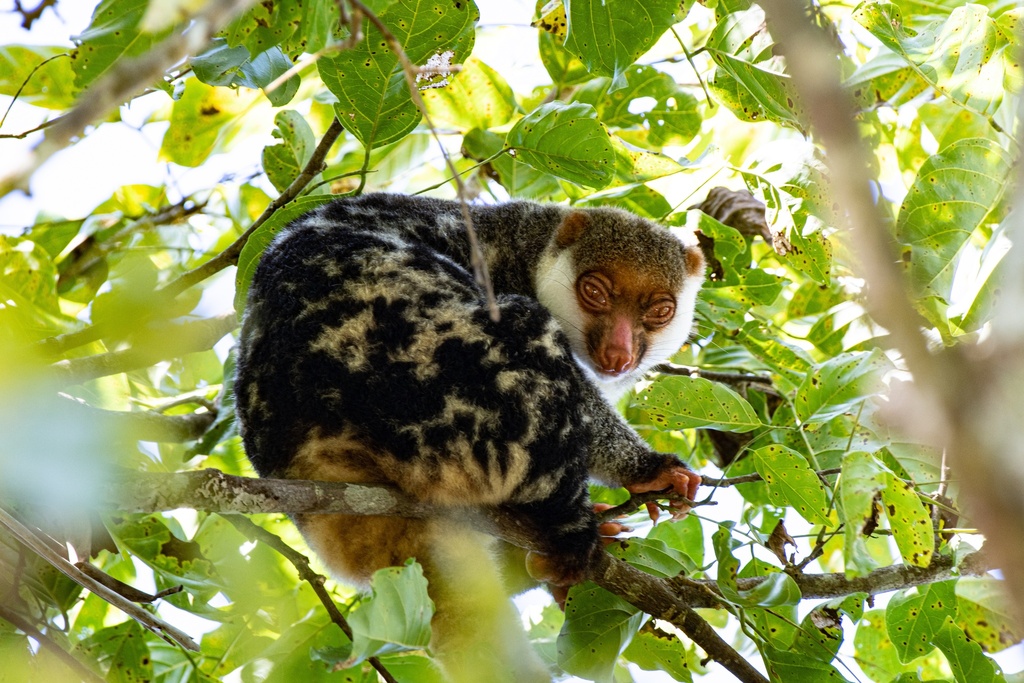 Waigeo Cuscus in June 2023 by drmbush · iNaturalist