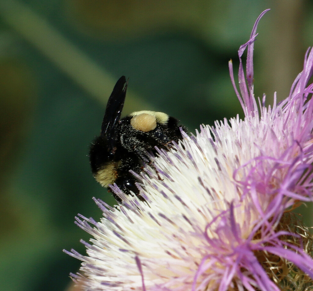 American Bumble Bee from Plano, TX, USA on June 22, 2023 at 10:19 AM by ...