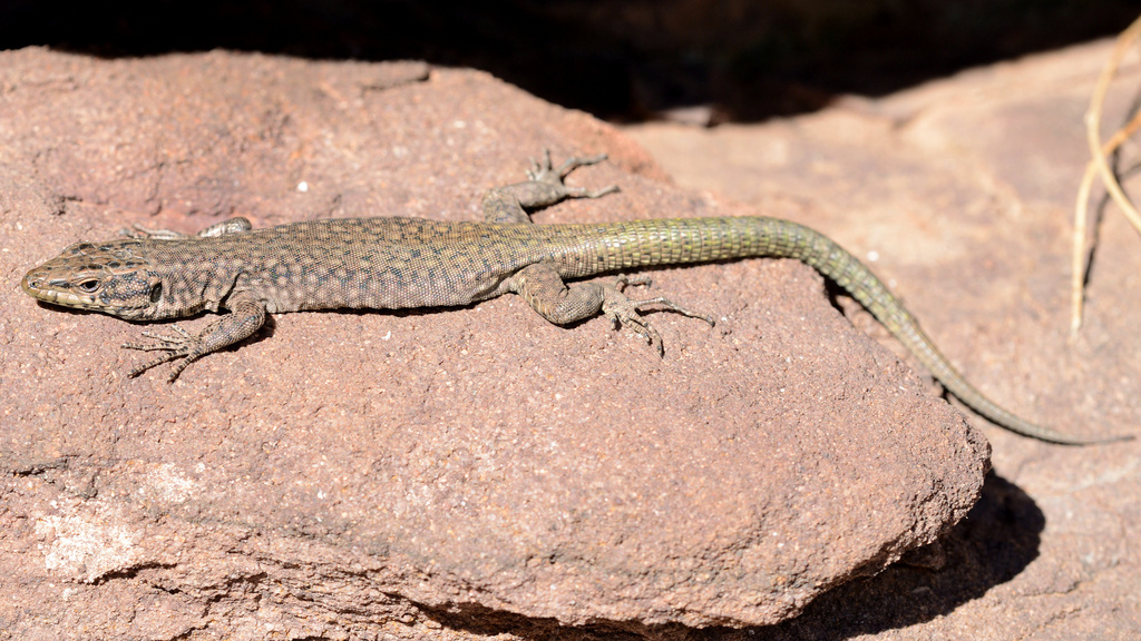 Moroccan Rock Lizard from Oukaïmeden, Maroc on November 8, 2016 at 02: ...