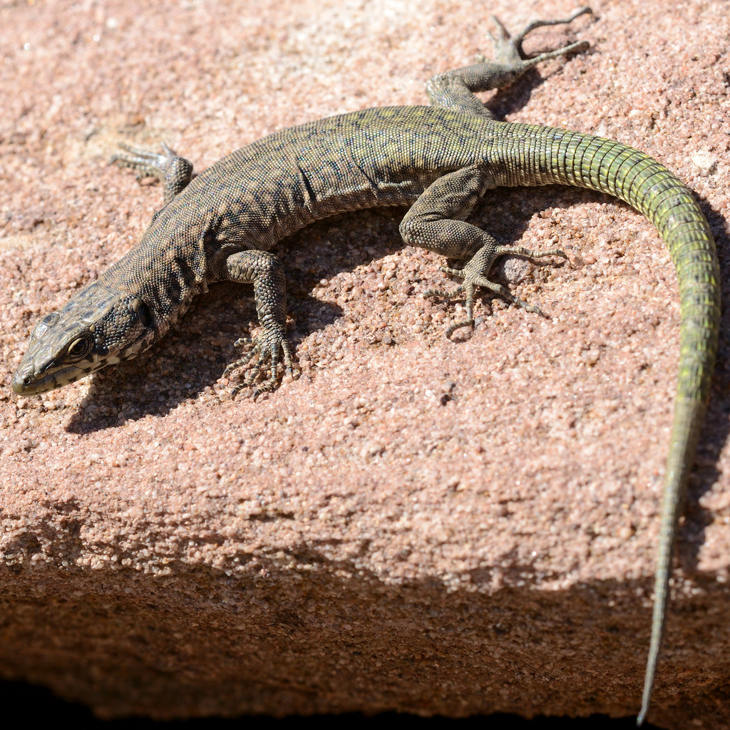 Moroccan Rock Lizard from Oukaïmeden, Maroc on November 8, 2016 at 02: ...