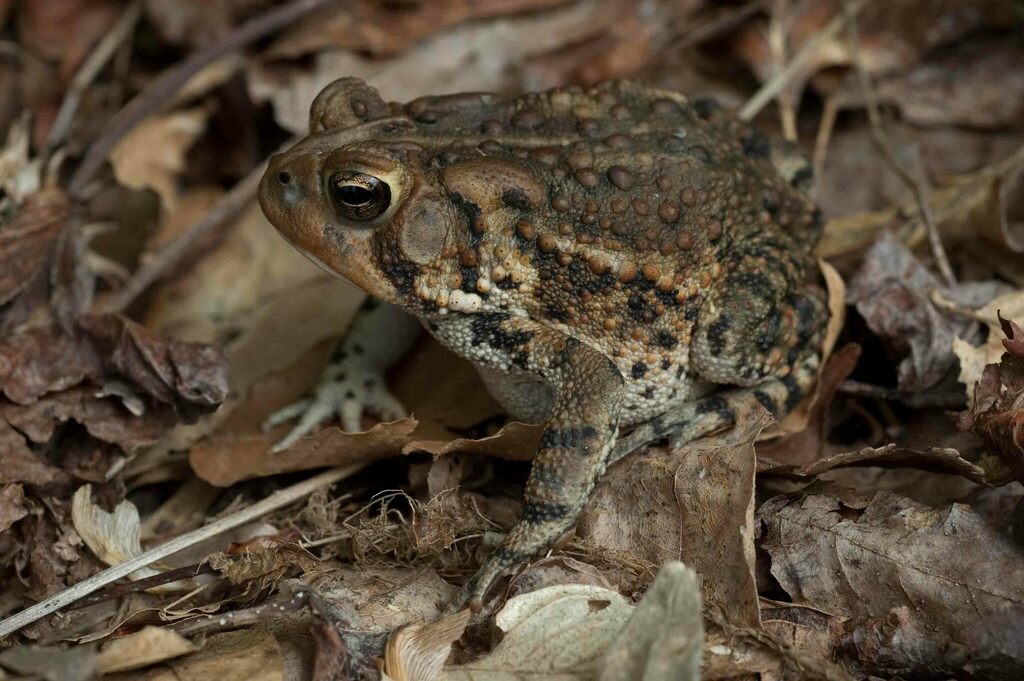 North American Toads in May 2008 by Moses Michelsohn · iNaturalist