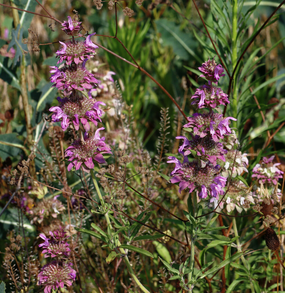 lemon beebalm from Plano, TX, USA on June 22, 2023 at 10:20 AM by Jean ...