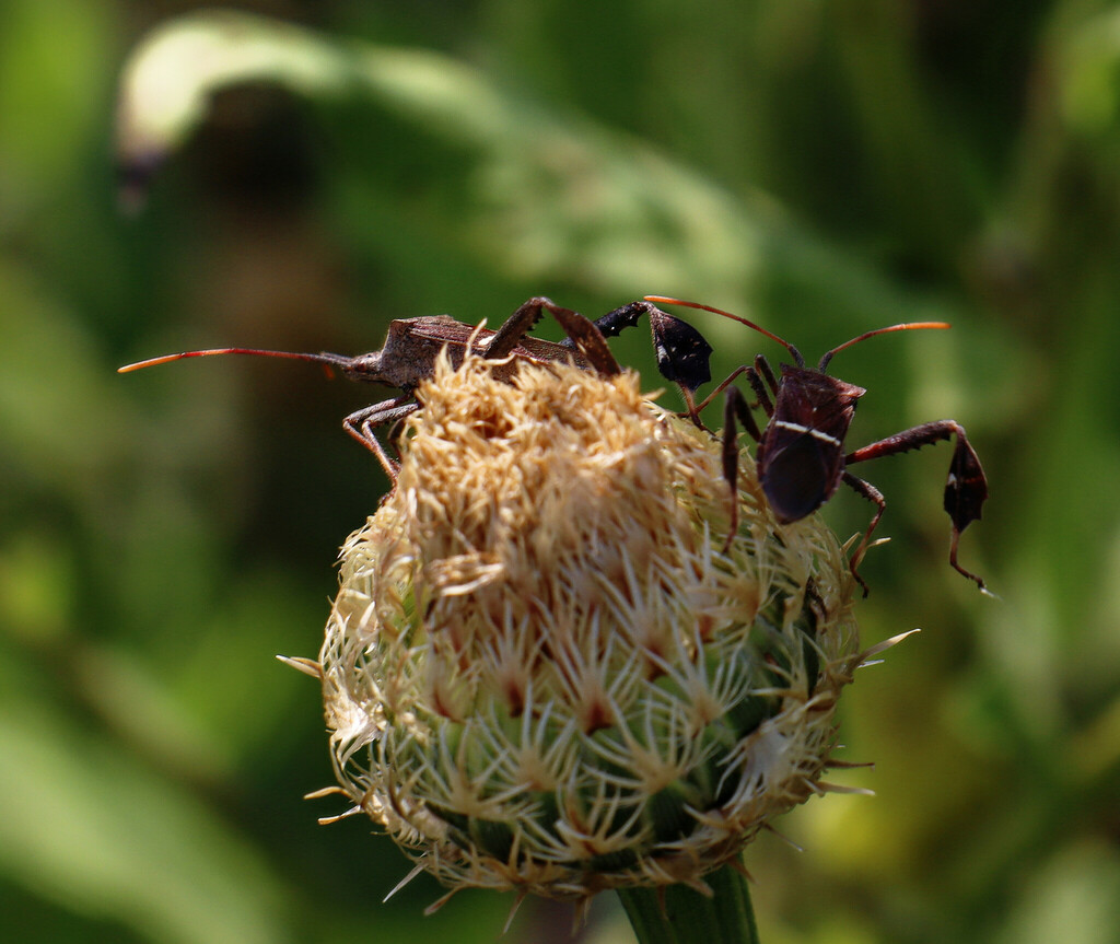 Eastern Leaf-footed Bug from Plano, TX, USA on June 22, 2023 at 10:21 ...