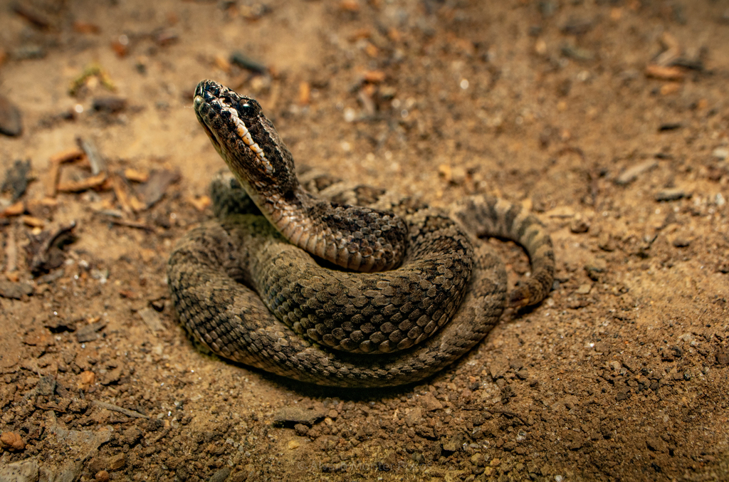 Mexican Smallhead Rattlesnake from Texcoco, Méx., México on June 21 ...