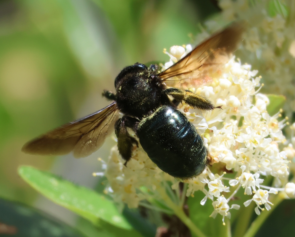 Northern California Carpenter Bee from Sisson Southern Trail, Siskiyou ...