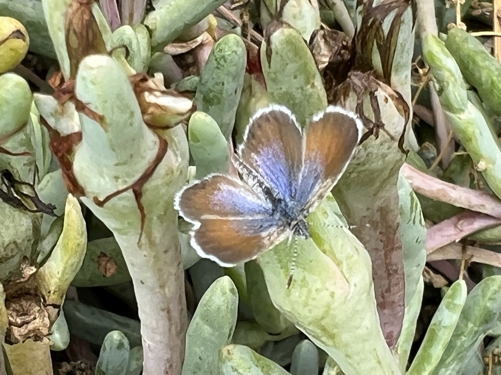 Western Pygmy-Blue from Polaris Dr, Newport Beach, CA, US on June 22 ...