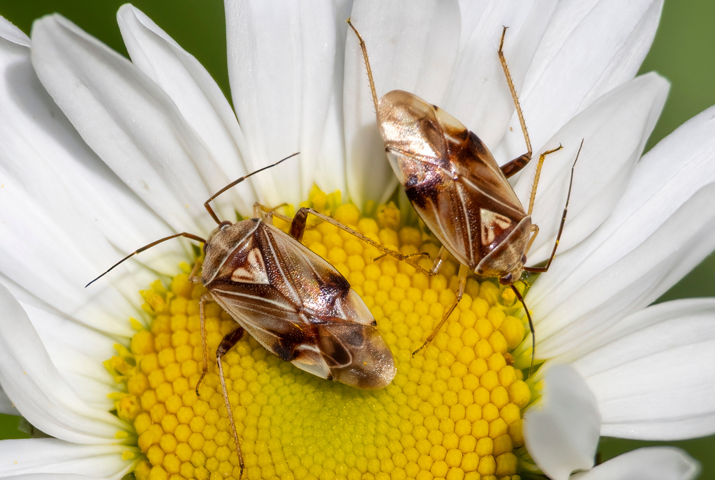 Cimicomorph Bugs from Plan-Bouchard, Blainville, QC, Canada on June 22 ...