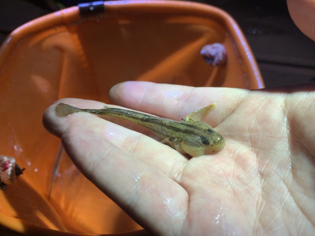 chameleon gobies in June 2023 by zzy369 · iNaturalist