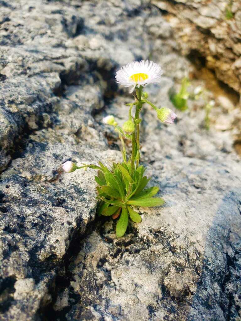 Provancher's Fleabane from Bruce County, ON, Canada on June 22, 2023 at ...