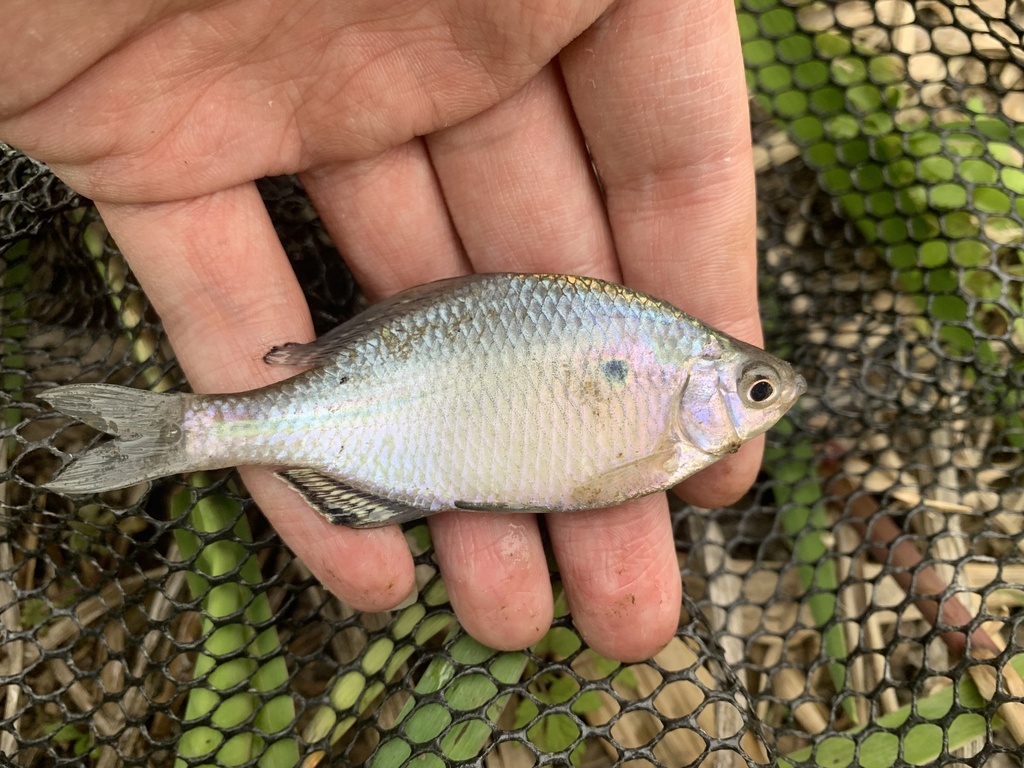 Giant Chinese Bitterling in March 2022 by zzy369 · iNaturalist