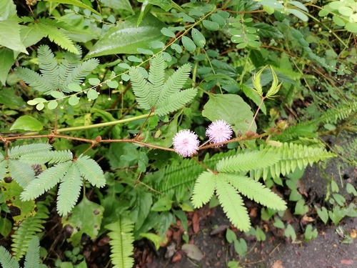 Observations by mlanguy · iNaturalist