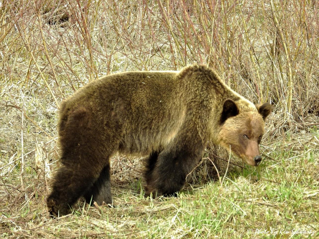 Grizzly Bear in June 2023 by Stephanie Stewart · iNaturalist