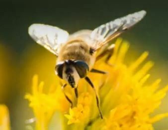 Common Drone Fly from East Kootenay, BC, Canada on June 22, 2023 at 12: ...