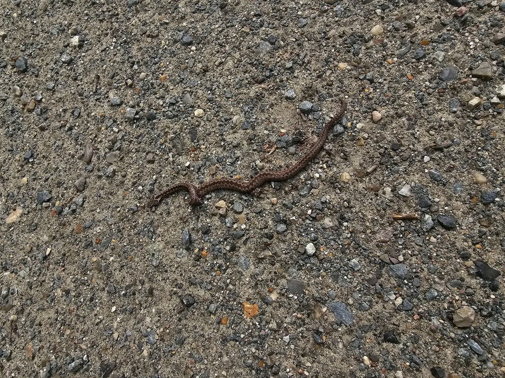 Adder from 7184 Vandel, Denmark on June 22, 2023 at 02:52 PM by ...