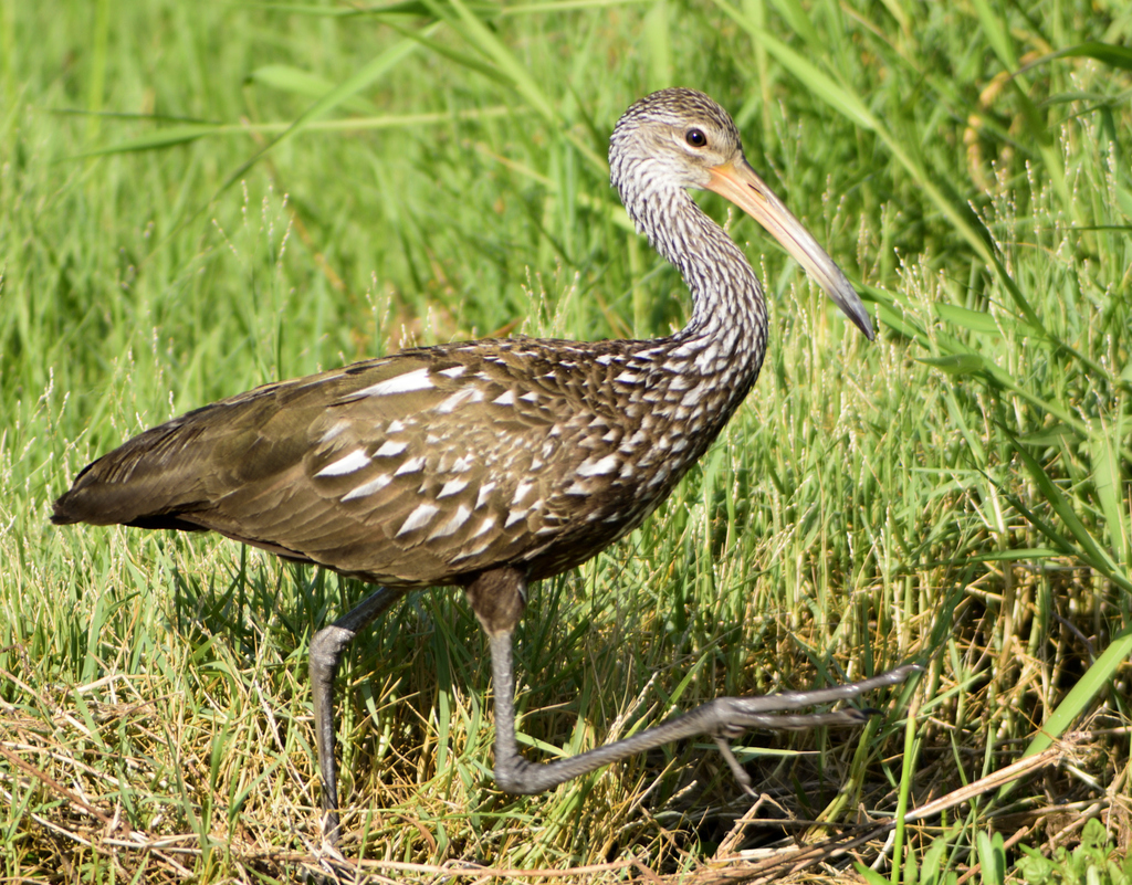 Northern Speckled Limpkin from Orange County, FL, USA on June 13, 2023 ...