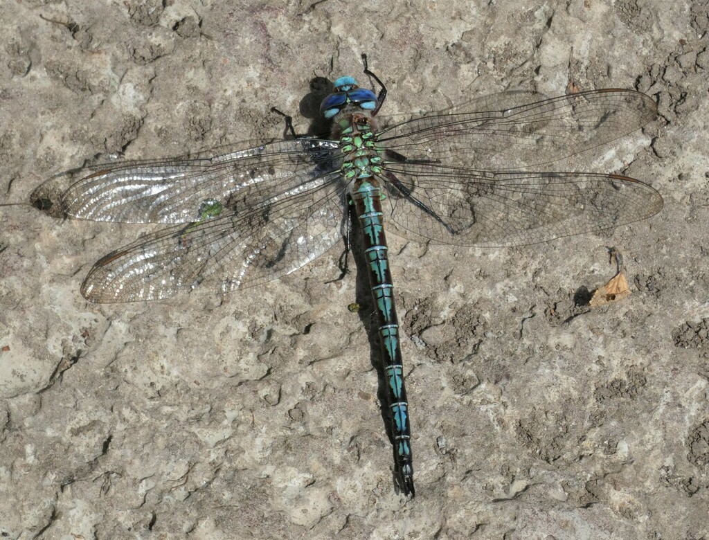 Cyrano Darner from Forest Mills, Greater Napanee, ON, Canada on June 22 ...