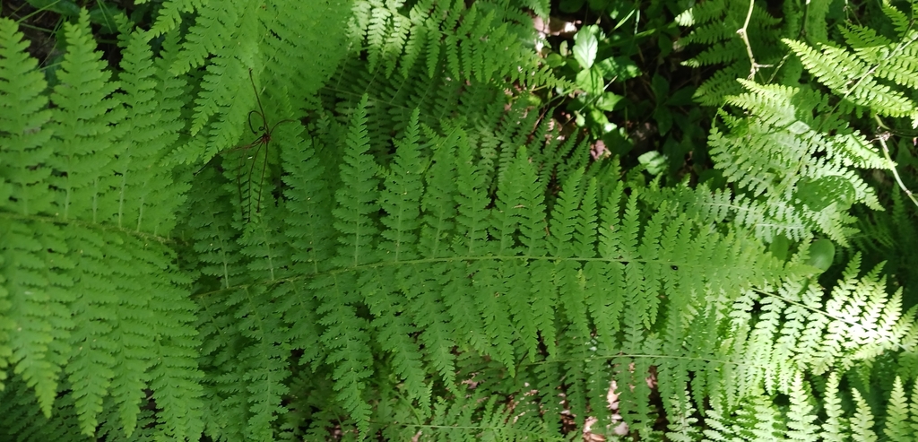 hay-scented fern from Sharon, Massachusetts 02067, États-Unis on June ...