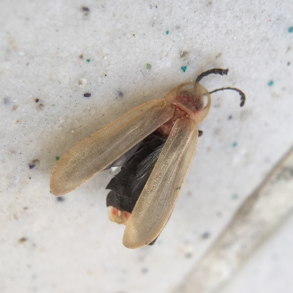 Diaphanes lampyroides from The Education University of Hong Kong, Ting ...