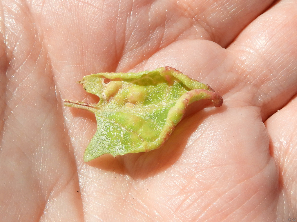 Heterotrioza chenopodii from Rush Ranch Open Space, Solano County ...