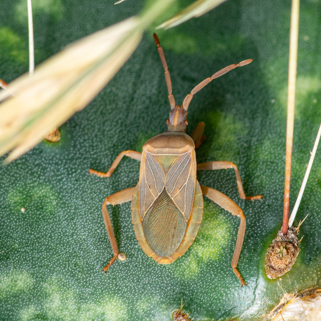Cactus Coreid Bug from Walnut Creek Metropolitan Park, Austin, TX, USA ...