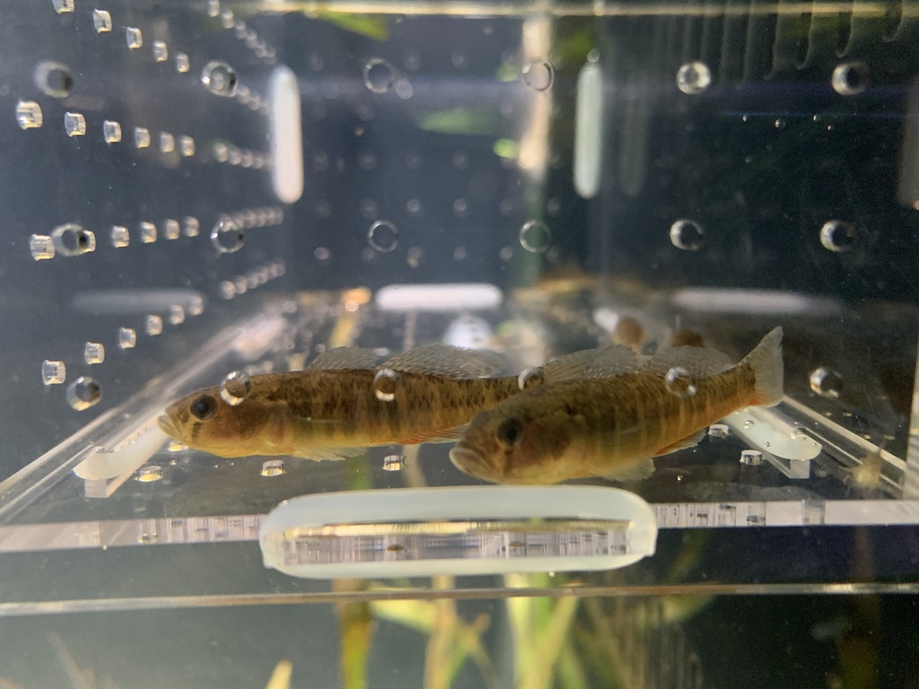 Micropercops swinhonis in January 2021 by zzy369 · iNaturalist