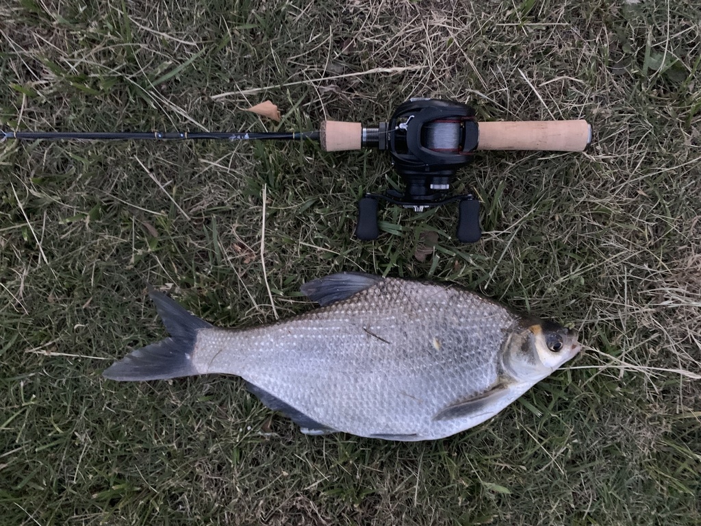 Wuchang bream (Megalobrama amblycephala) - Marine Life Identification
