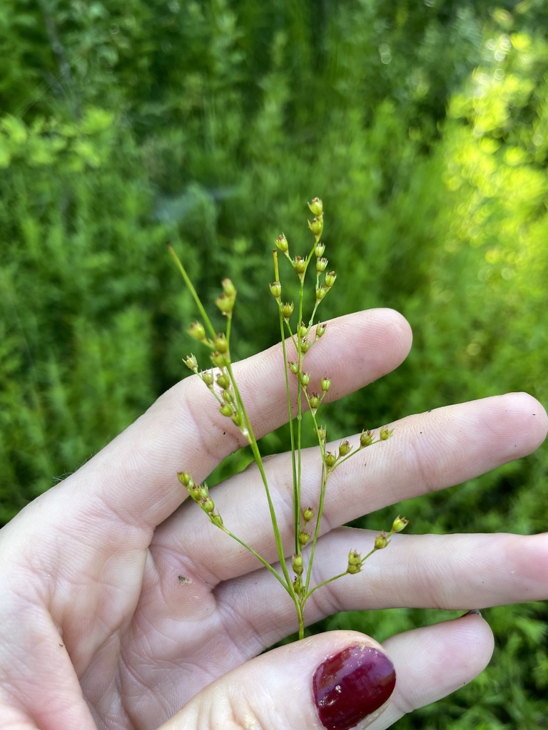 Forked Rush in June 2023 by kwillard · iNaturalist