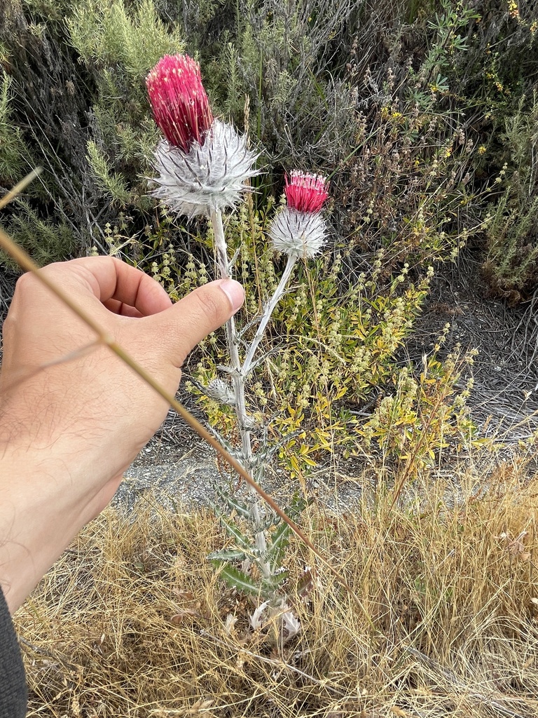 Cobwebby Thistle from Fort Ord National Monument, Salinas, CA, US on ...