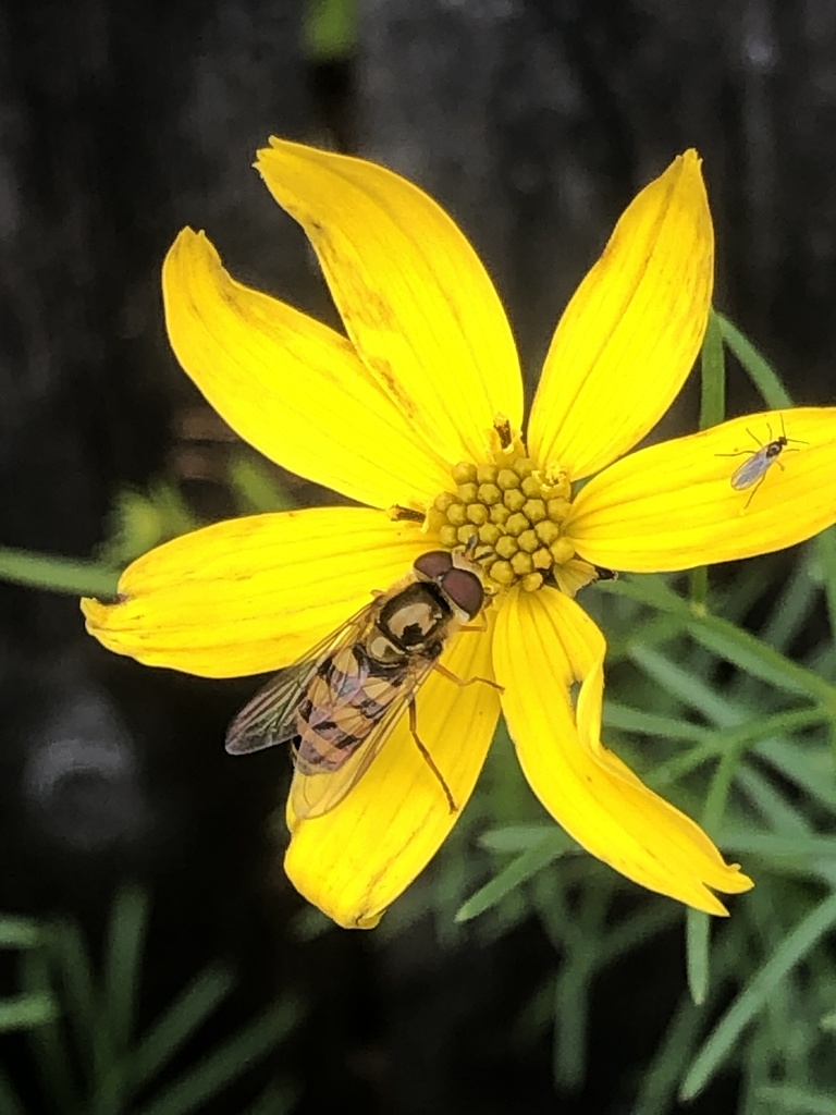 Metasyrphus from Belvoir Rd, Plymouth Meeting, PA, US on June 22, 2023 ...