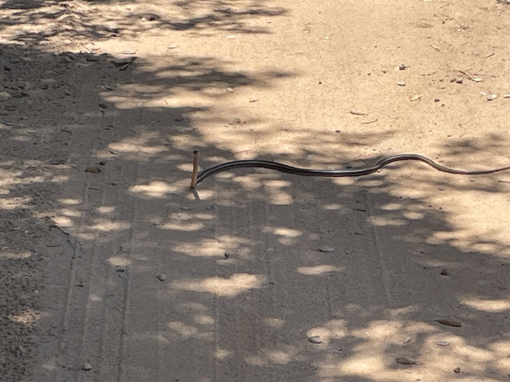 Striped Racer from Lyons Valley Rd, Jamul, CA, US on June 22, 2023 at ...