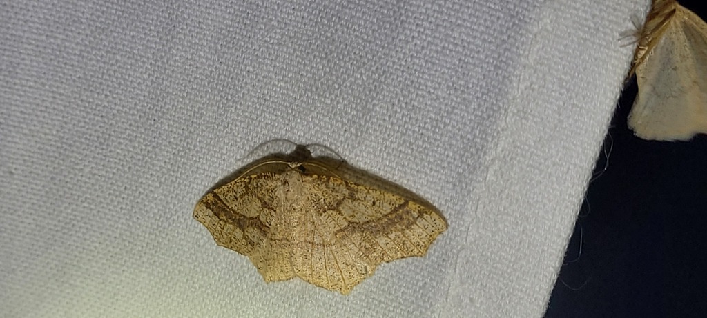 Oak Besma Moth from Garrett County, MD, USA on June 9, 2023 at 10:15 PM ...