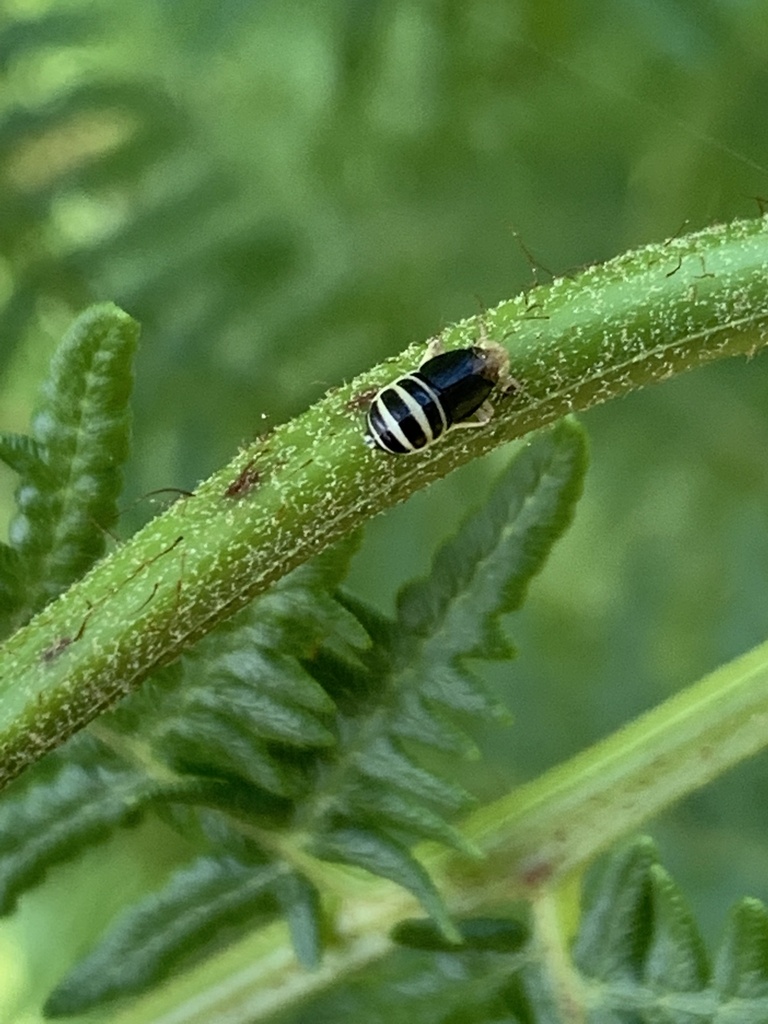 Bracken Planthopper from Breckland Forest, Thetford, England, GB on ...