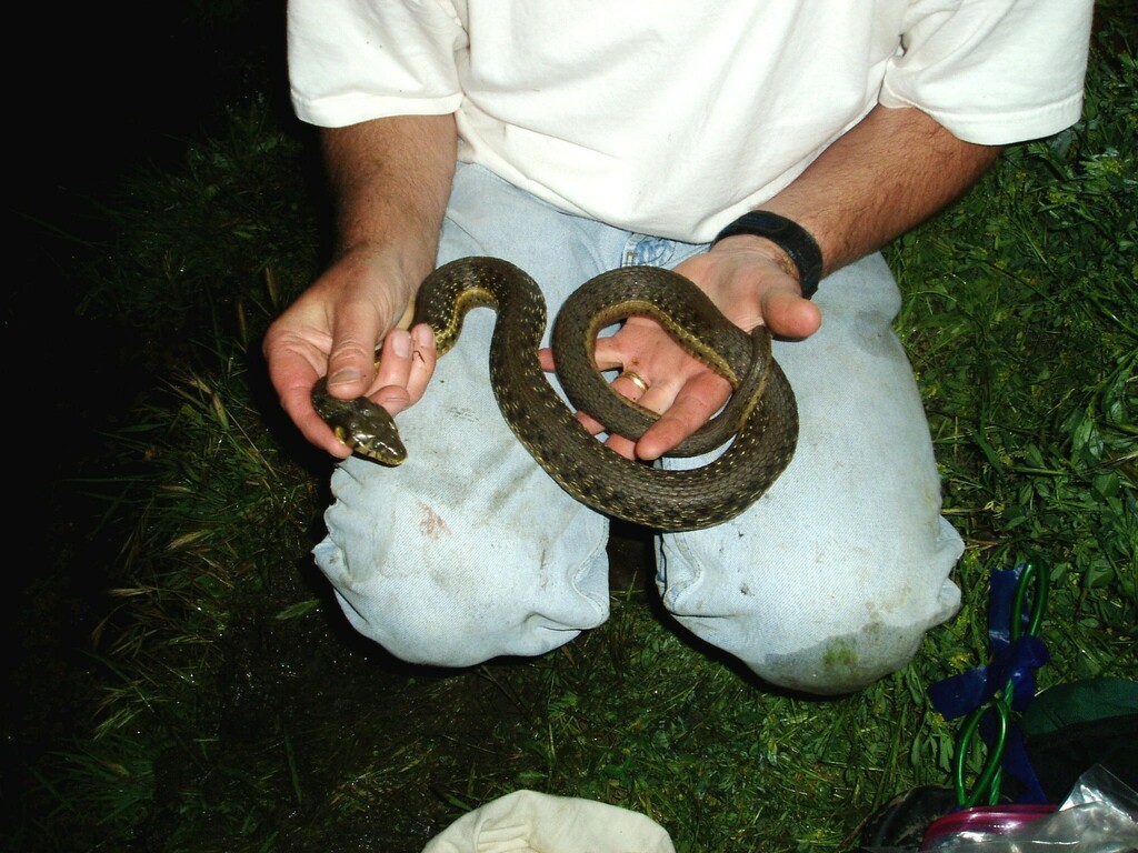 Two-striped Garter Snake in March 2005 by edervin. Large female in a ...