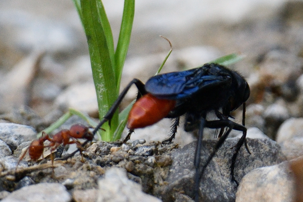 Fire-tailed Scoliid Wasp from Bustamante, N.L., México on June 21, 2023 ...