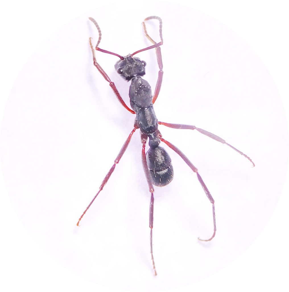 Ectatomma lugens from 8JG3+732, Orellana, Ecuador on September 1, 2017 ...