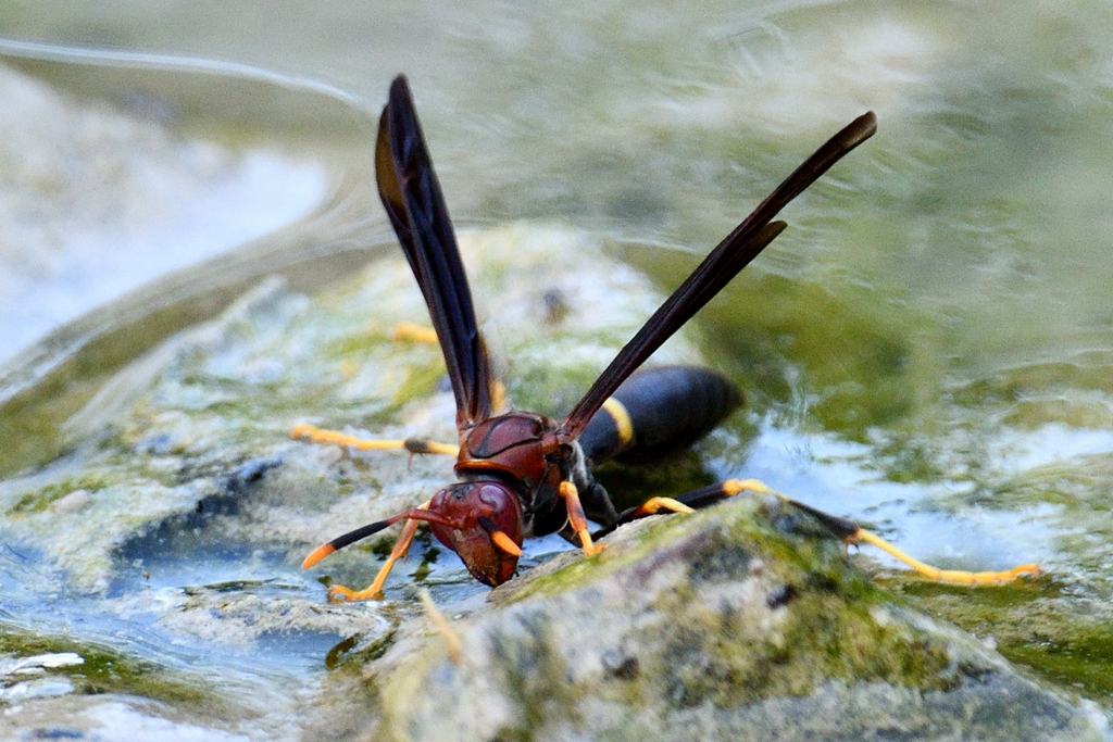 Ringed Paper Wasp from Bustamante, N.L., México on June 21, 2023 at 07: ...