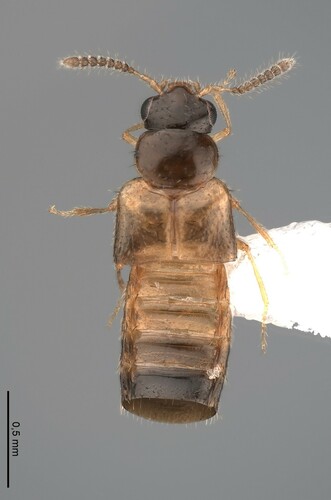 Gyrophaena gaudens · iNaturalist Guatemala