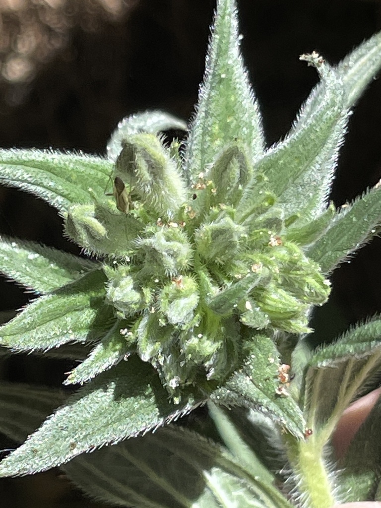 giant-trumpets from Pima County, AZ, USA on June 22, 2023 at 10:50 AM ...